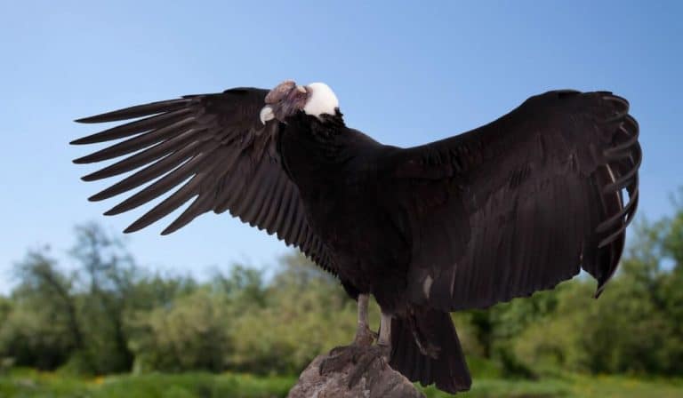 Animals in Colombia - The 10 Most Amazing Ones • Lulo Colombia Travel