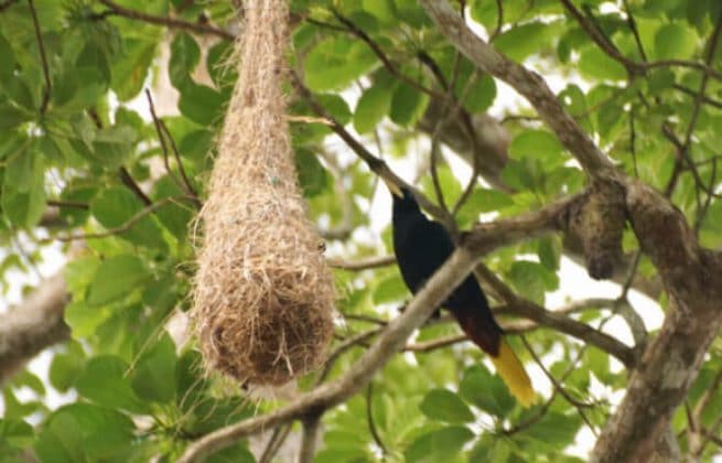 Animals in Colombia - The 10 Most Amazing Ones • Lulo Colombia Travel