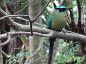 Animals in Colombia - The 10 Most Amazing Ones • Lulo Colombia Travel